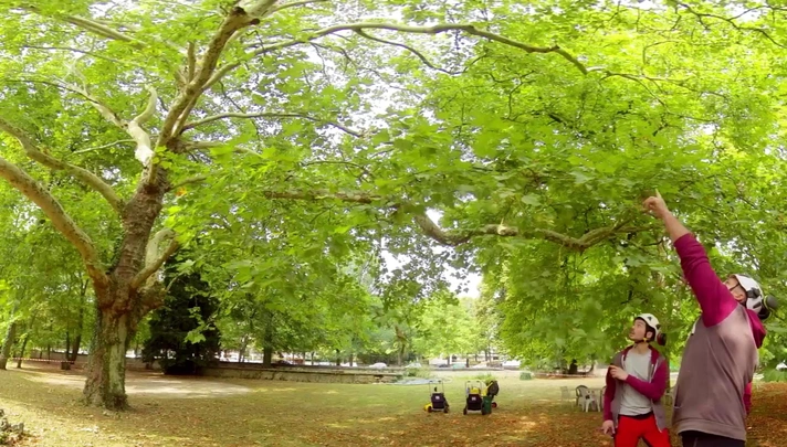 Docu-fiction 360°: apprenti élagueur - OnisepTV : l’information pour l ...