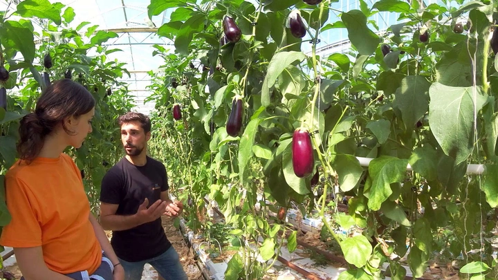 Docu-fiction 360°: apprentie salariée en production légumière ...